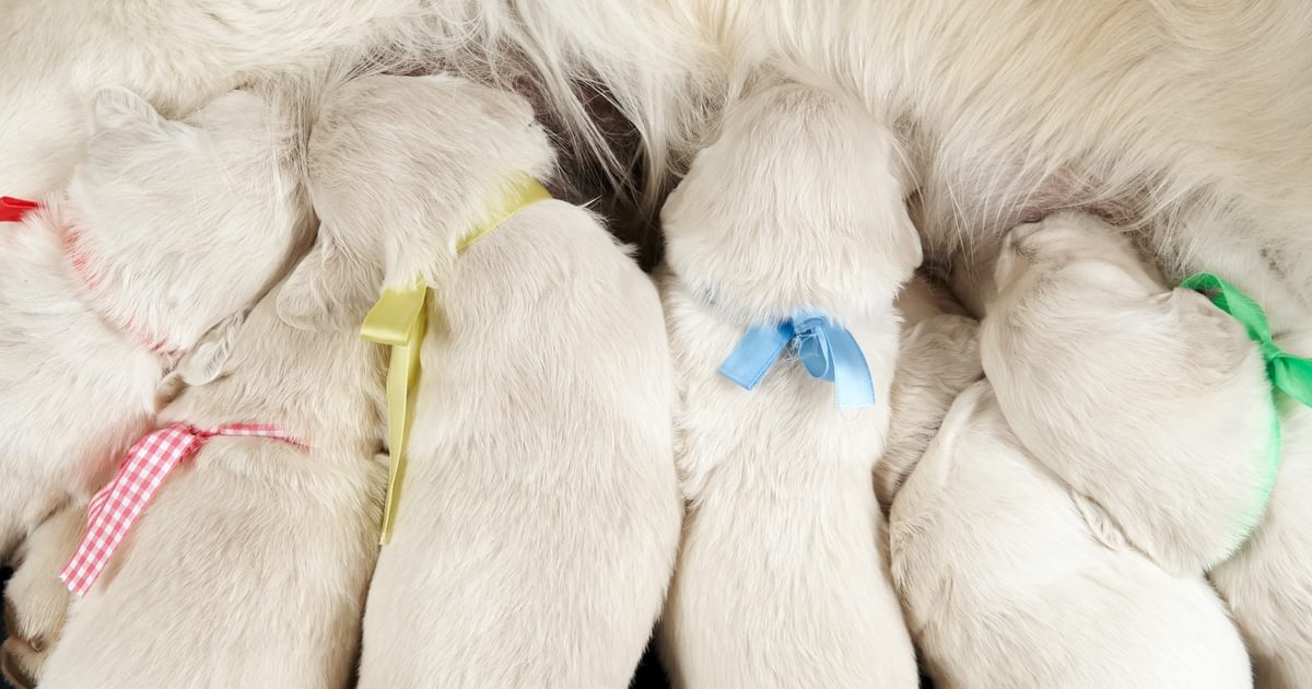 Wat is het verschil tussen de reu en de teef? | Bazoeki