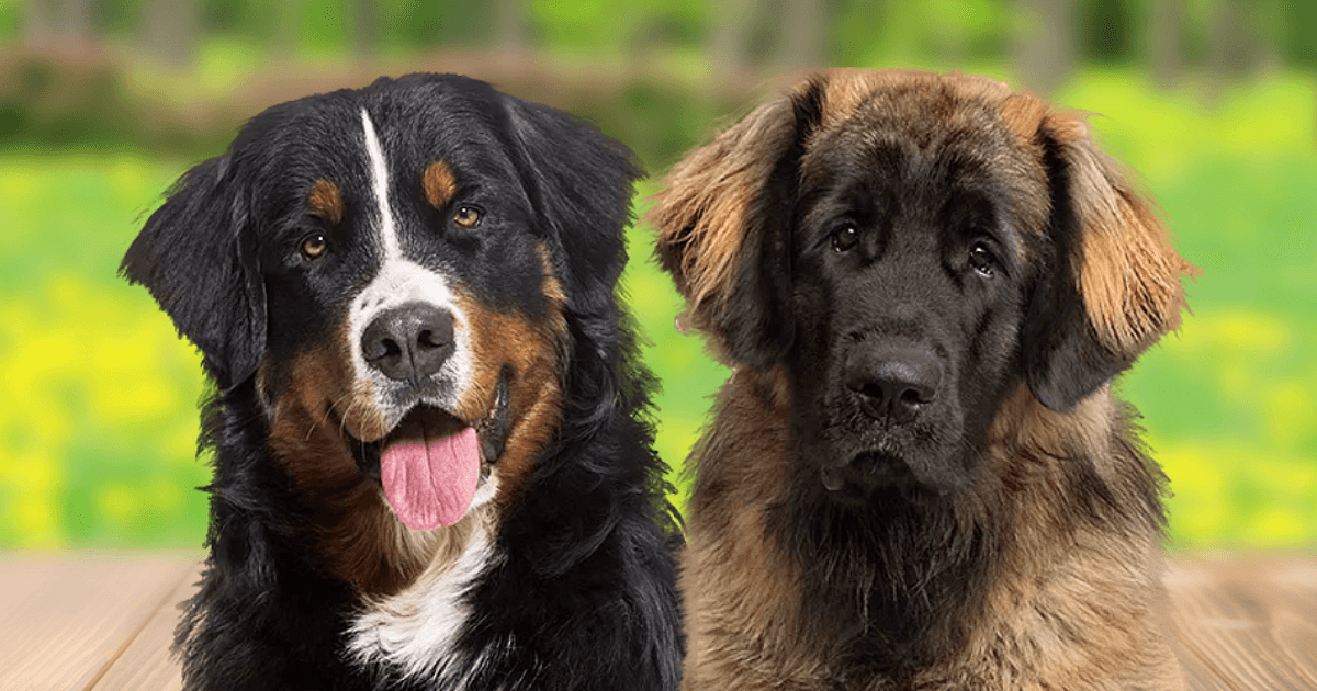 Wat is het verschil tussen de Berner Sennenhond en Leonberger? | Bazoeki