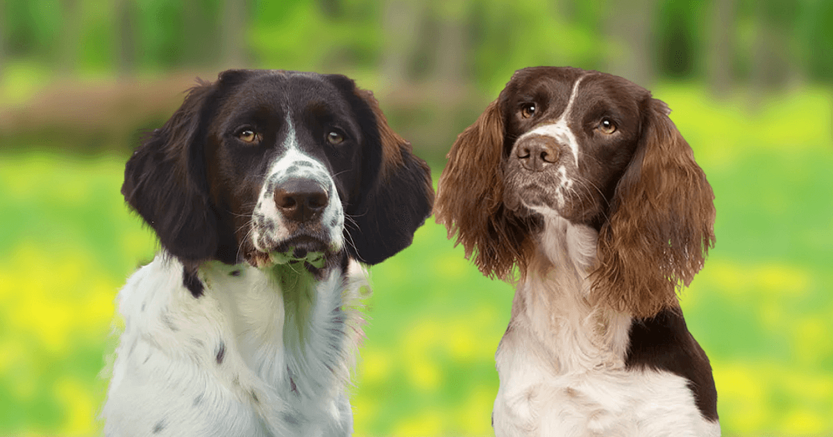 Het verschil tussen de Drentsche Patrijshond en de Engelse Springer ...