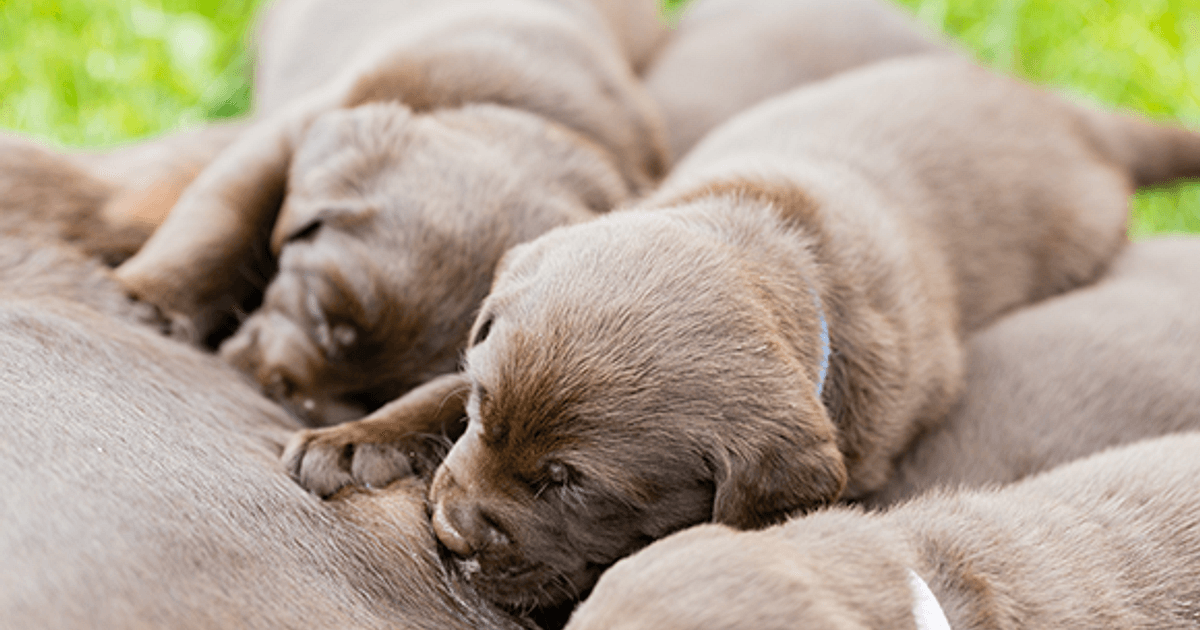 Hond kopen of adopteren? Alle opties op een rij | Bazoeki