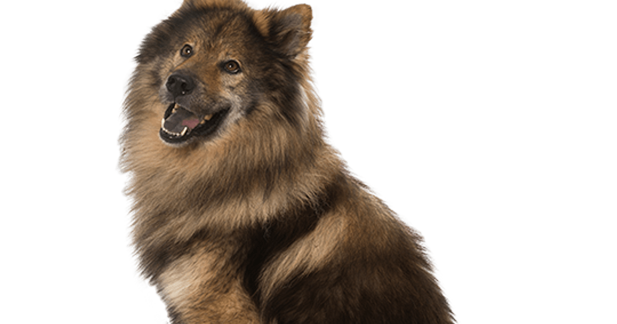 Eurasier pup kopen? | Bazoeki