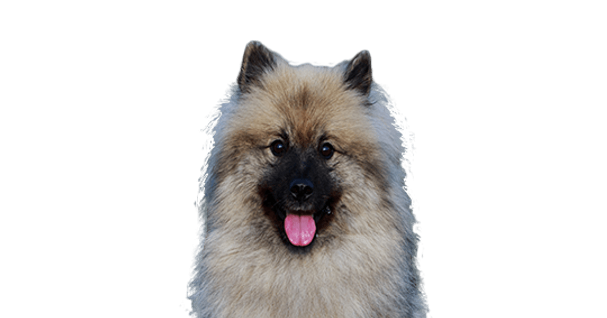 Grote Keeshond pup kopen? | Bazoeki