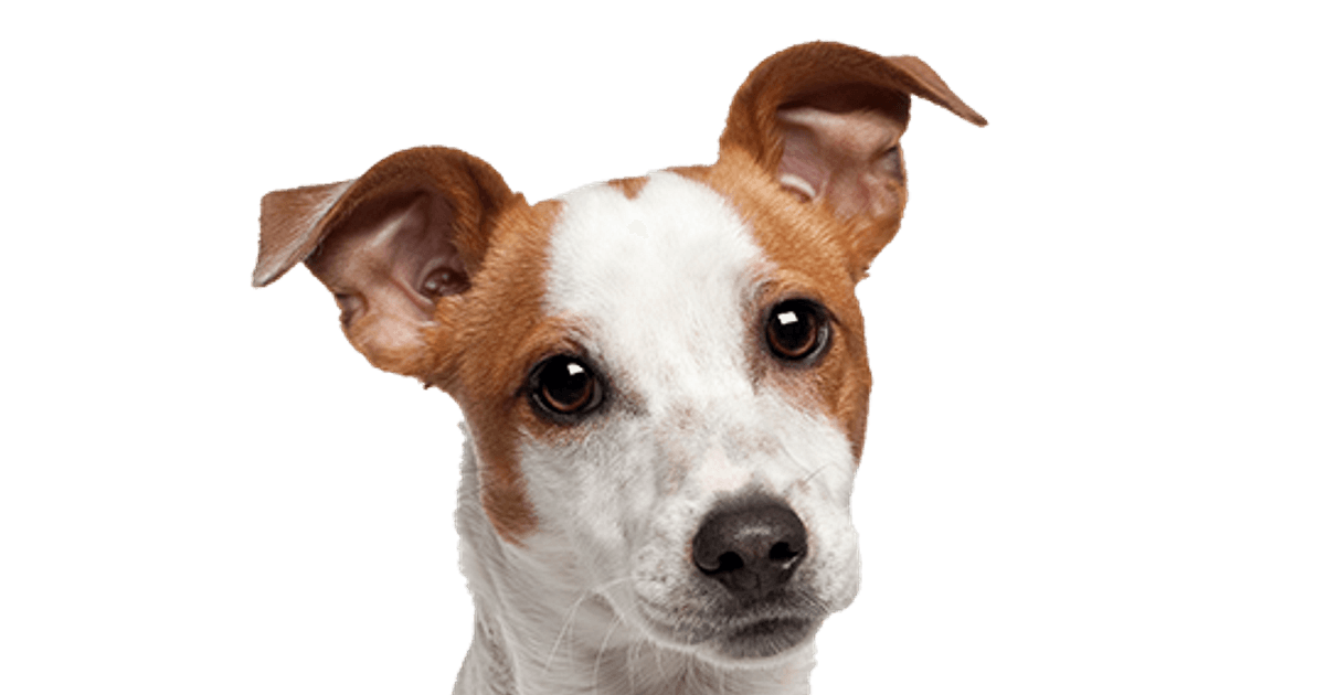 Jack Russell Terriër pup kopen? | Bazoeki