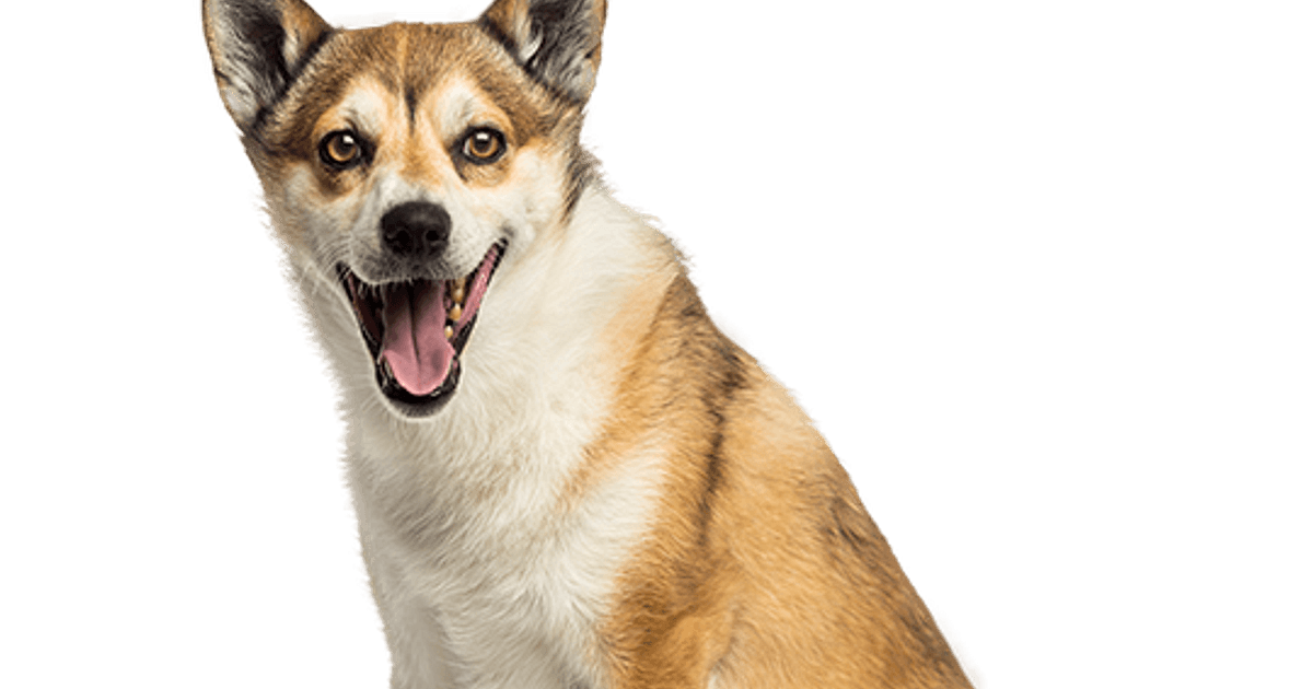Noorse Lundehund pup kopen? | Bazoeki