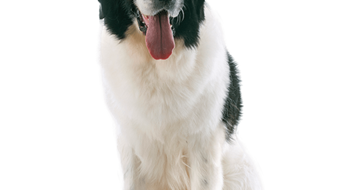 Landseer ECT pup kopen? | Bazoeki