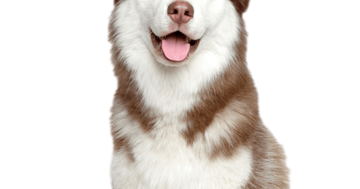 Siberische Husky pup kopen? | Bazoeki