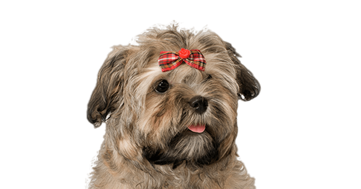 Bolonka Zwetna pup kopen? | Bazoeki