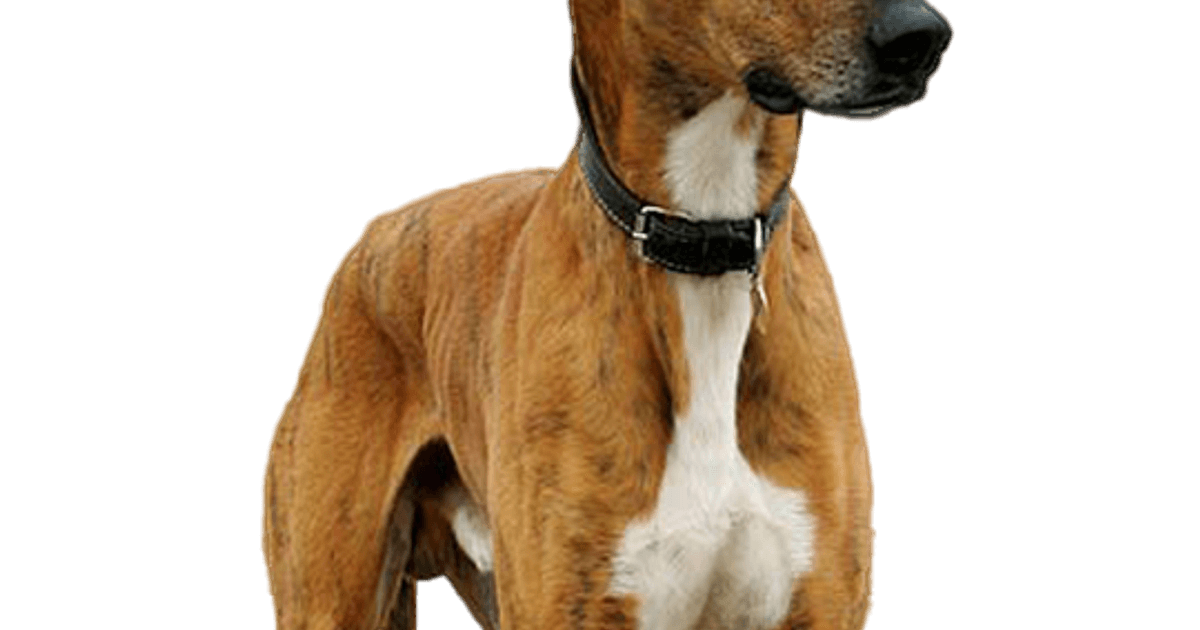 Magyar Agár pup kopen? | Bazoeki