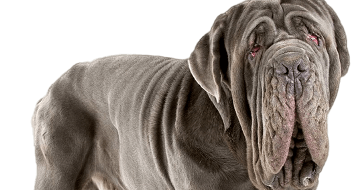 Mastino Napoletano pup kopen? | Bazoeki