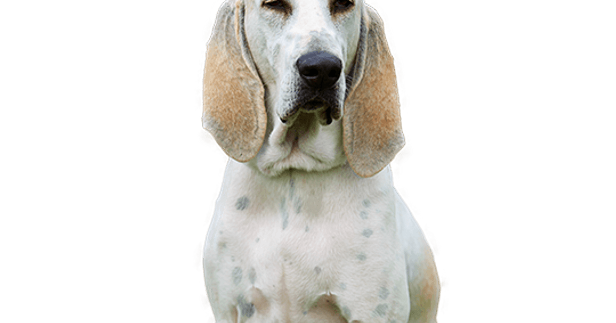 Billy pup kopen? | Bazoeki