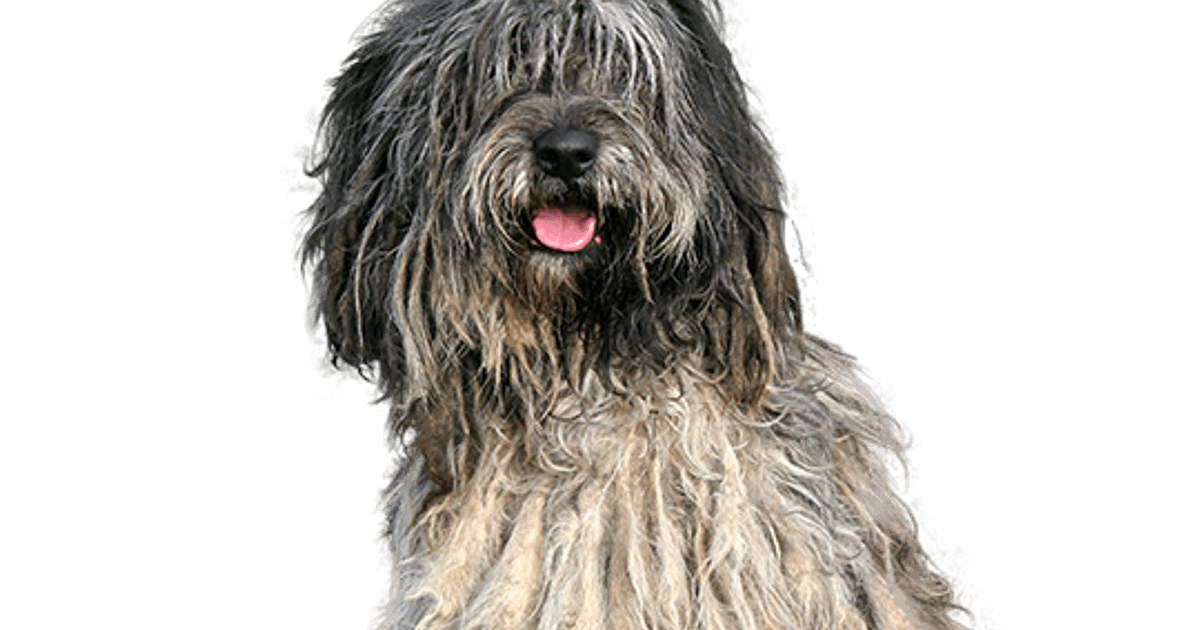 Bergamasco pup kopen? | Bazoeki