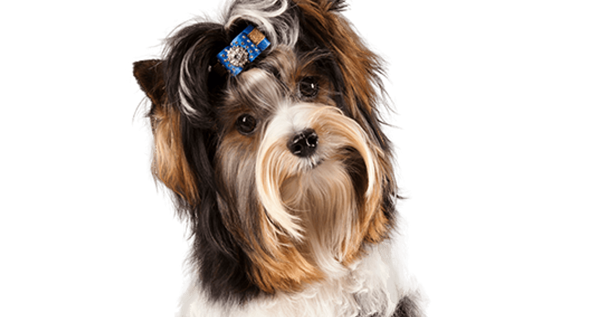 Biewer Terriër pup kopen? | Bazoeki