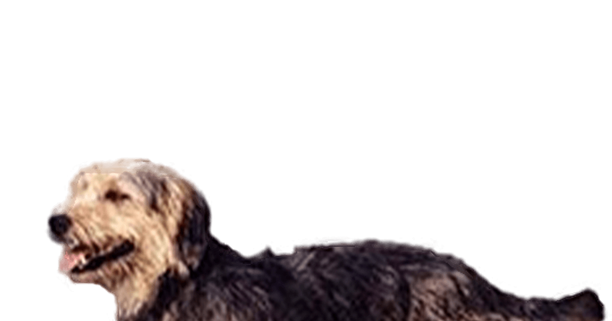 Bosanski Ostrodlaki Gonic Barak pup kopen? | Bazoeki