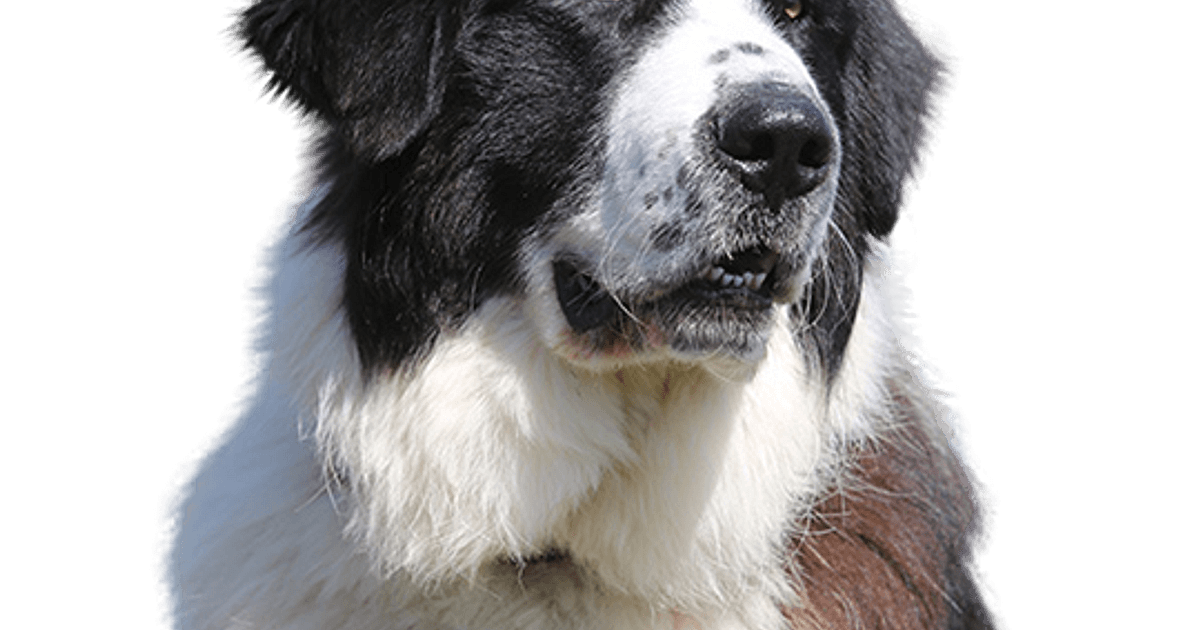 Ciobanesc Romanesc De Bucovina pup kopen? | Bazoeki