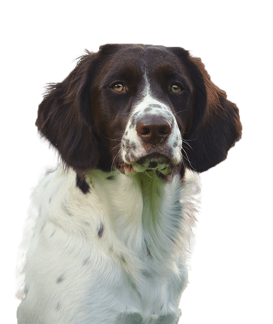 Drentsche Patrijshond | Informatie | Bazoeki | Bazoeki