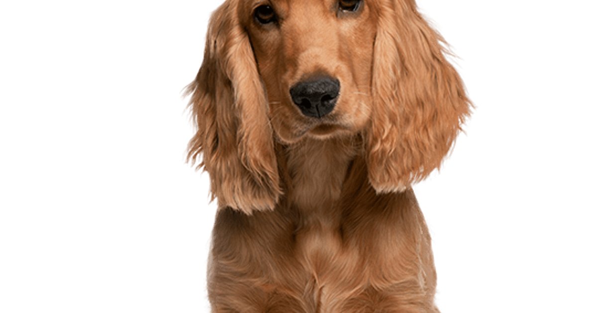 Engelse Cocker Spaniël pup kopen? | Bazoeki