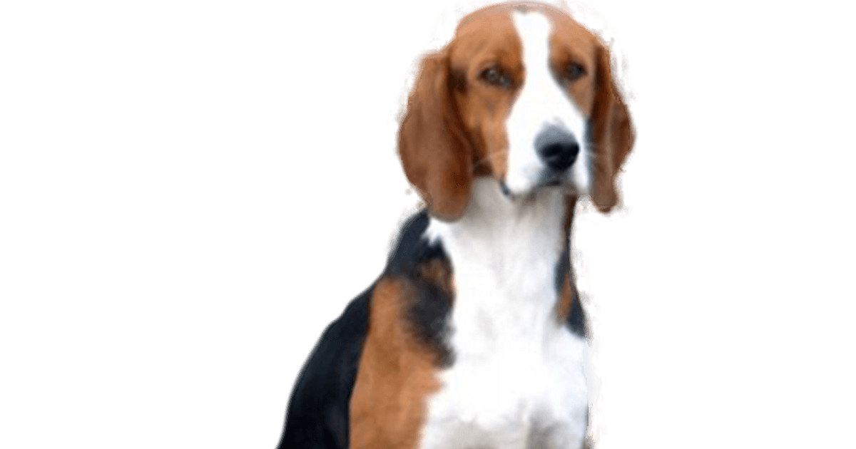 Finse Brak pup kopen? | Bazoeki