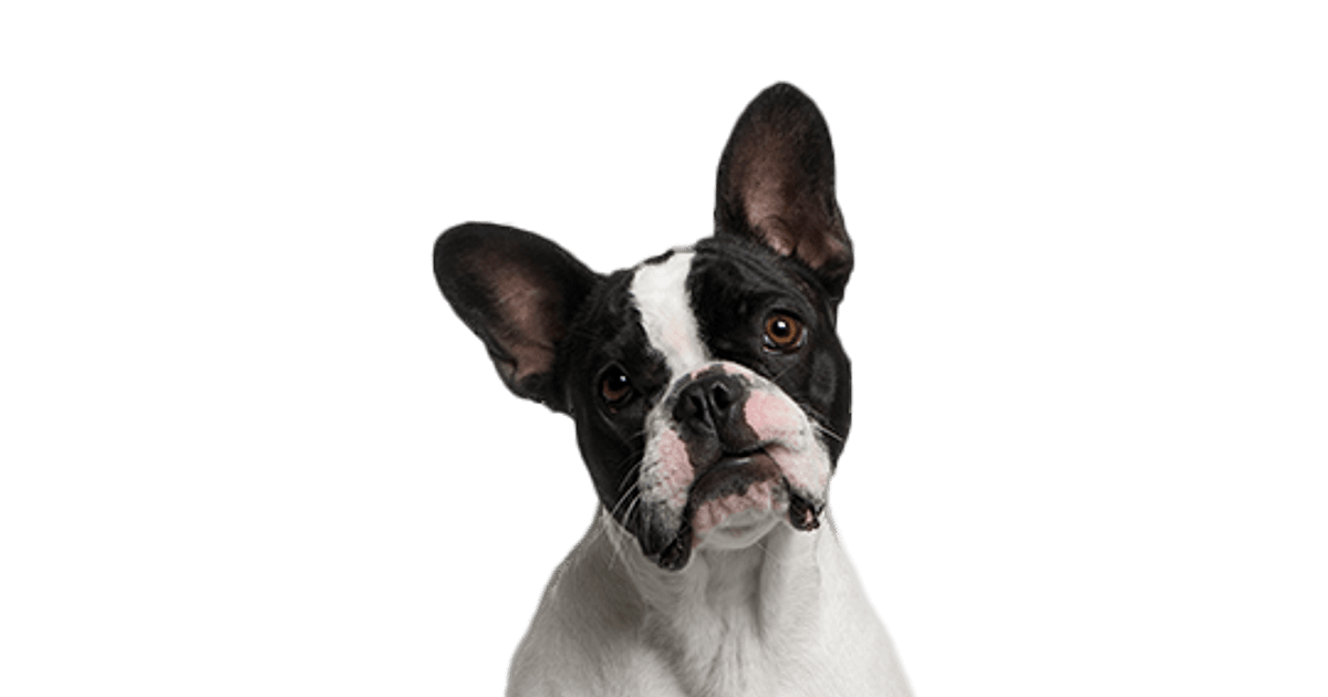 Franse Bulldog pup kopen? | Bazoeki