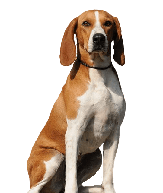Hygenhund | Informatie | Bazoeki | Bazoeki