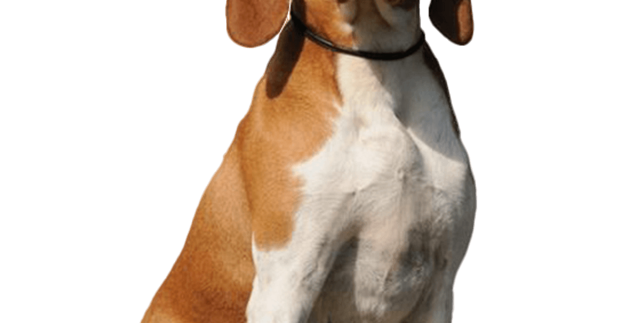Hygenhund pup kopen? | Bazoeki