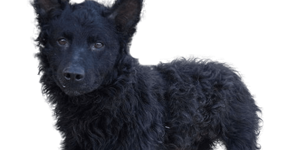 Hrvatski Ovcar pup kopen? | Bazoeki