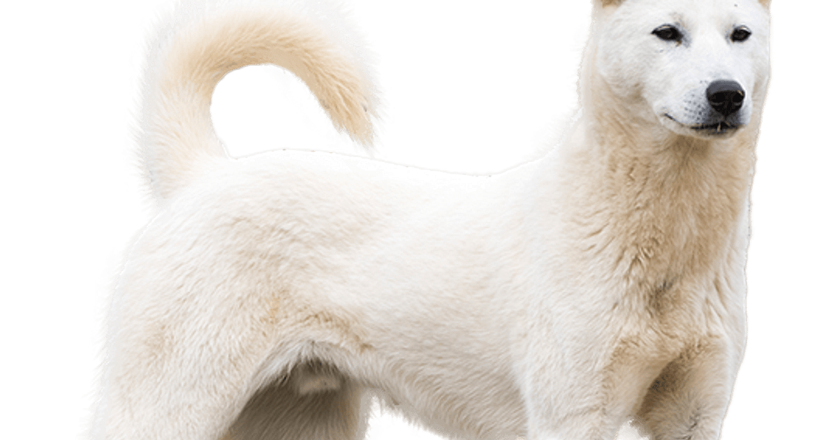 Korea Jindo Dog pup kopen? | Bazoeki