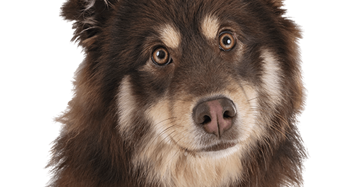 Finse Lappenhond pup kopen? | Bazoeki