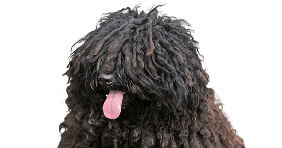 Puli pup kopen? | Bazoeki