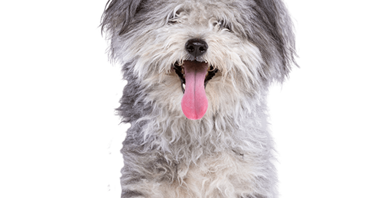 Pumi pup kopen? | Bazoeki