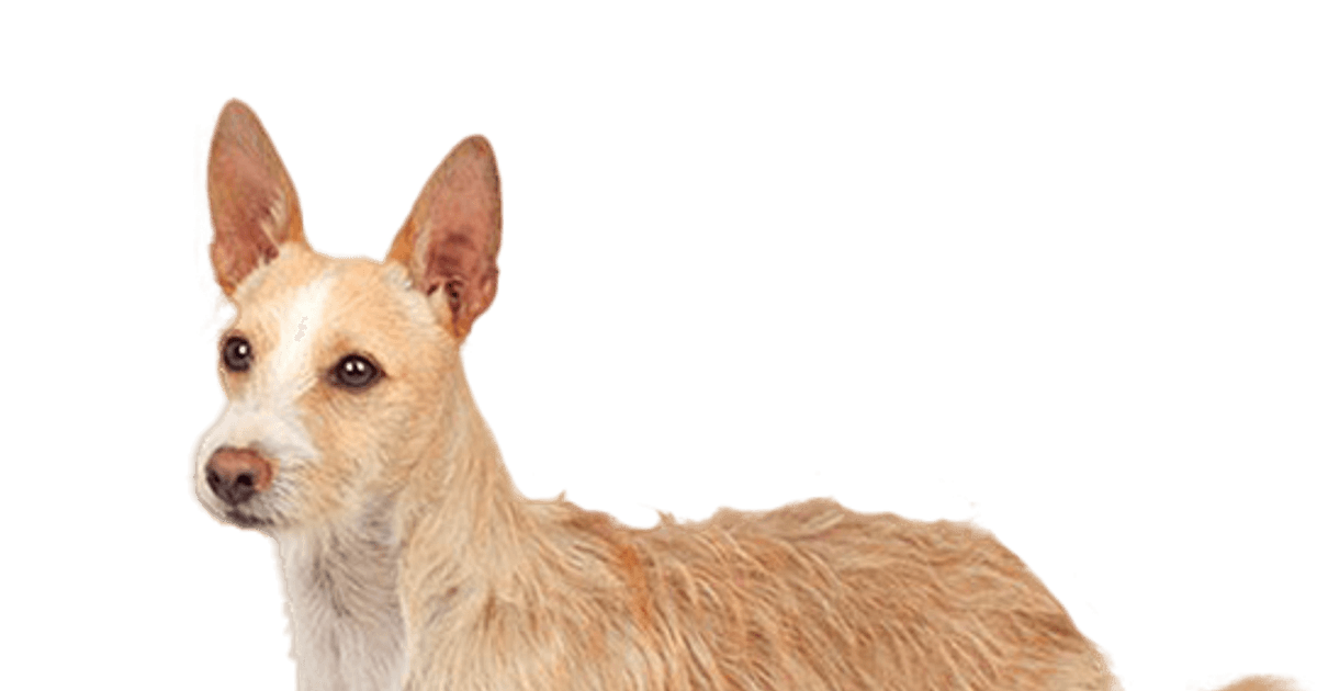 Podengo Português pup kopen? | Bazoeki