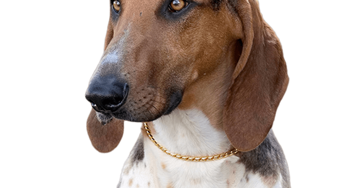 Poitevin pup kopen? | Bazoeki