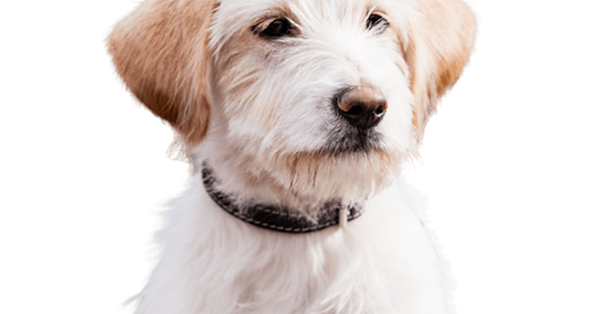 Spinone Italiano pup kopen? | Bazoeki