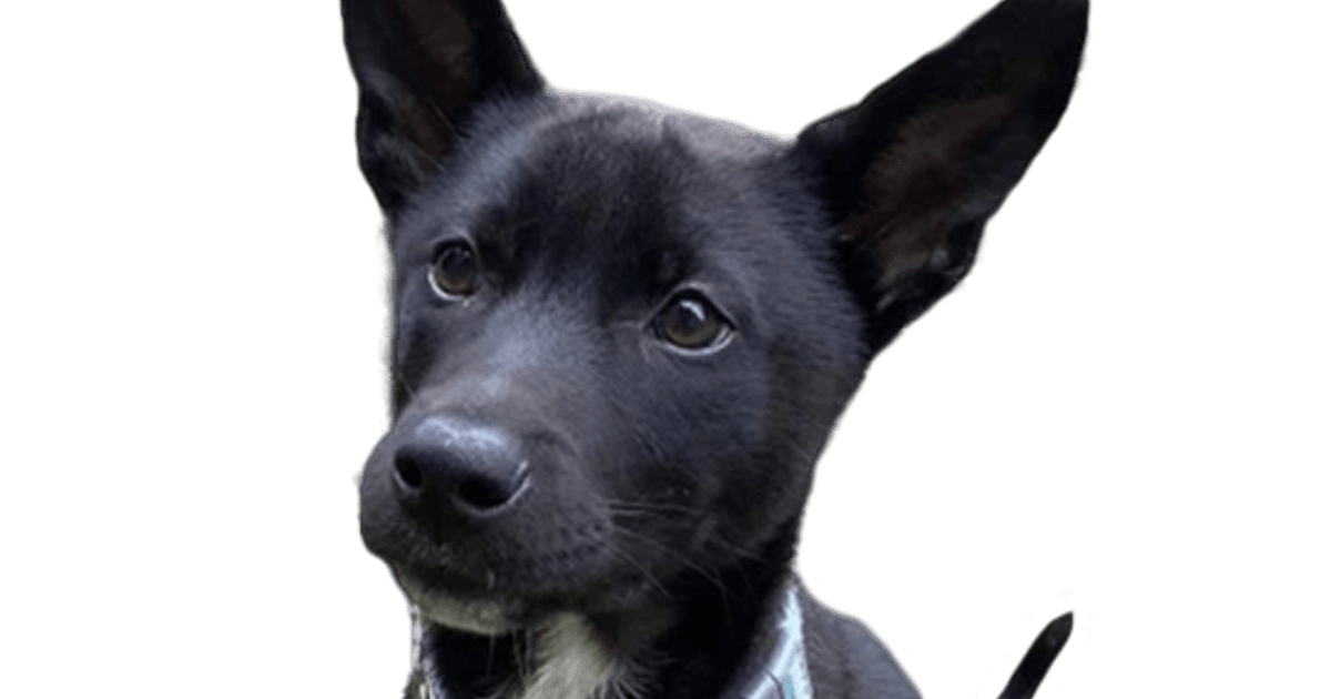 Taiwan Dog pup kopen? | Bazoeki