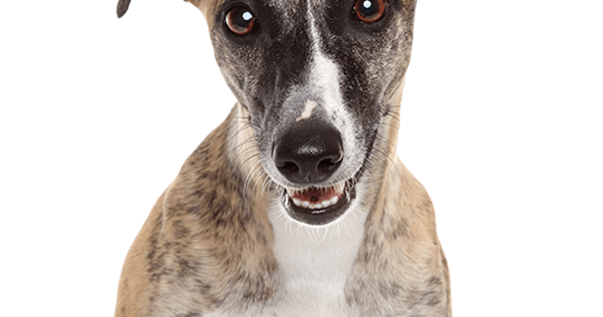 Whippet pup kopen? | Bazoeki
